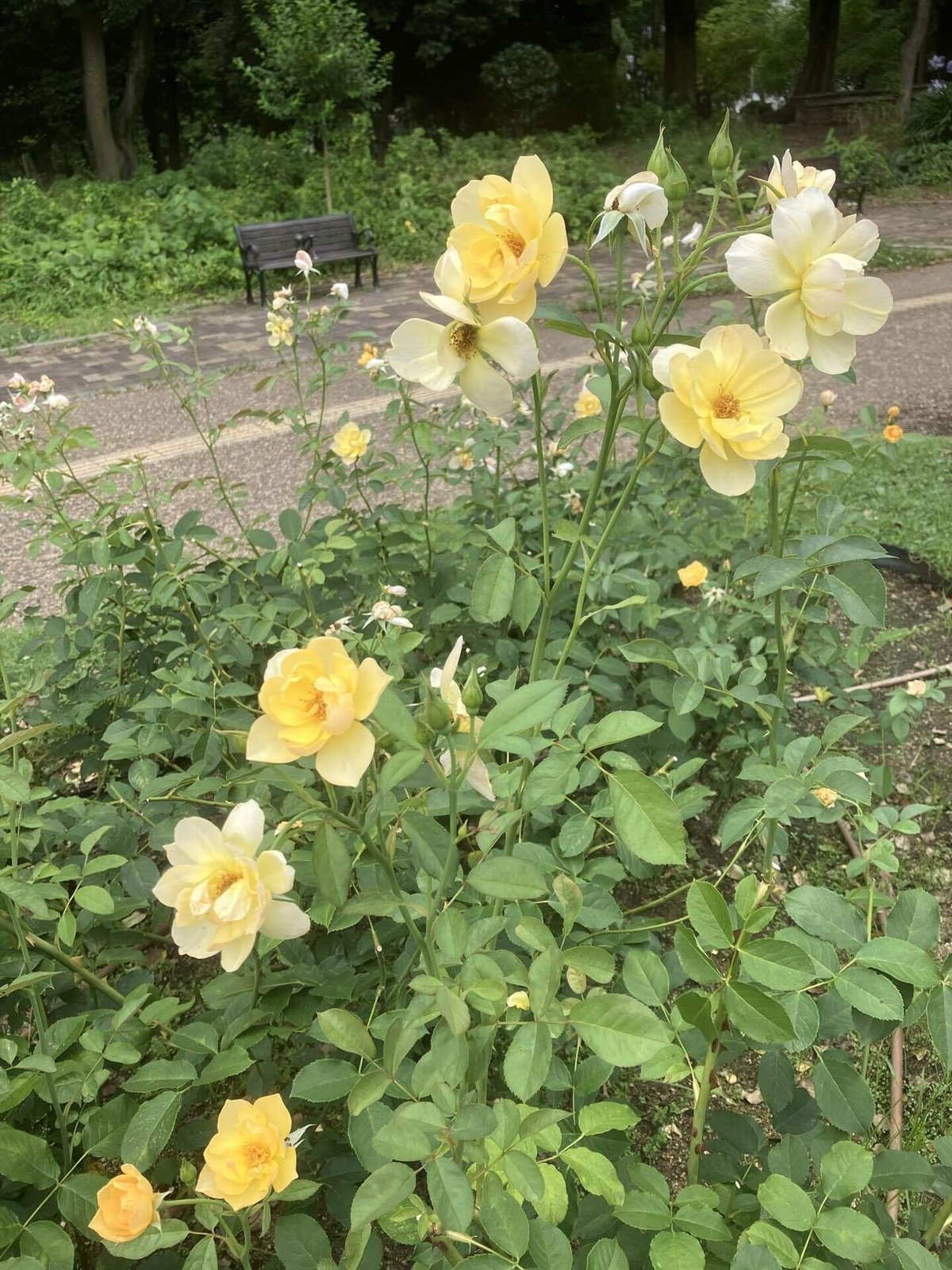 ワキタ 株主優待活用 ホテルコルディア大阪本町｜saico