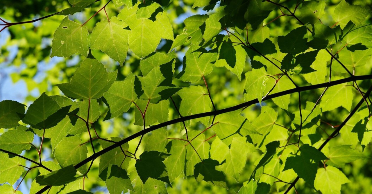 photo#02 : 対象をあまり見ていない｜Shajin