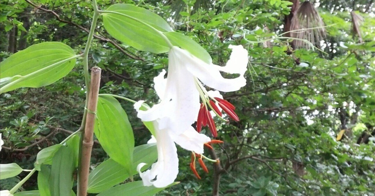 UNWIND&KOMOREBI｜note