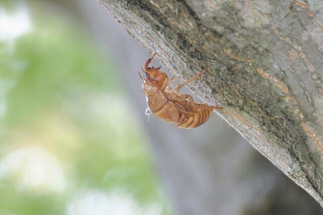 shell 殻、甲羅、皮、動植物の外側を保護する部分 cicada shell 蝉の抜け殻、tortoise's shell 亀の甲羅 ...