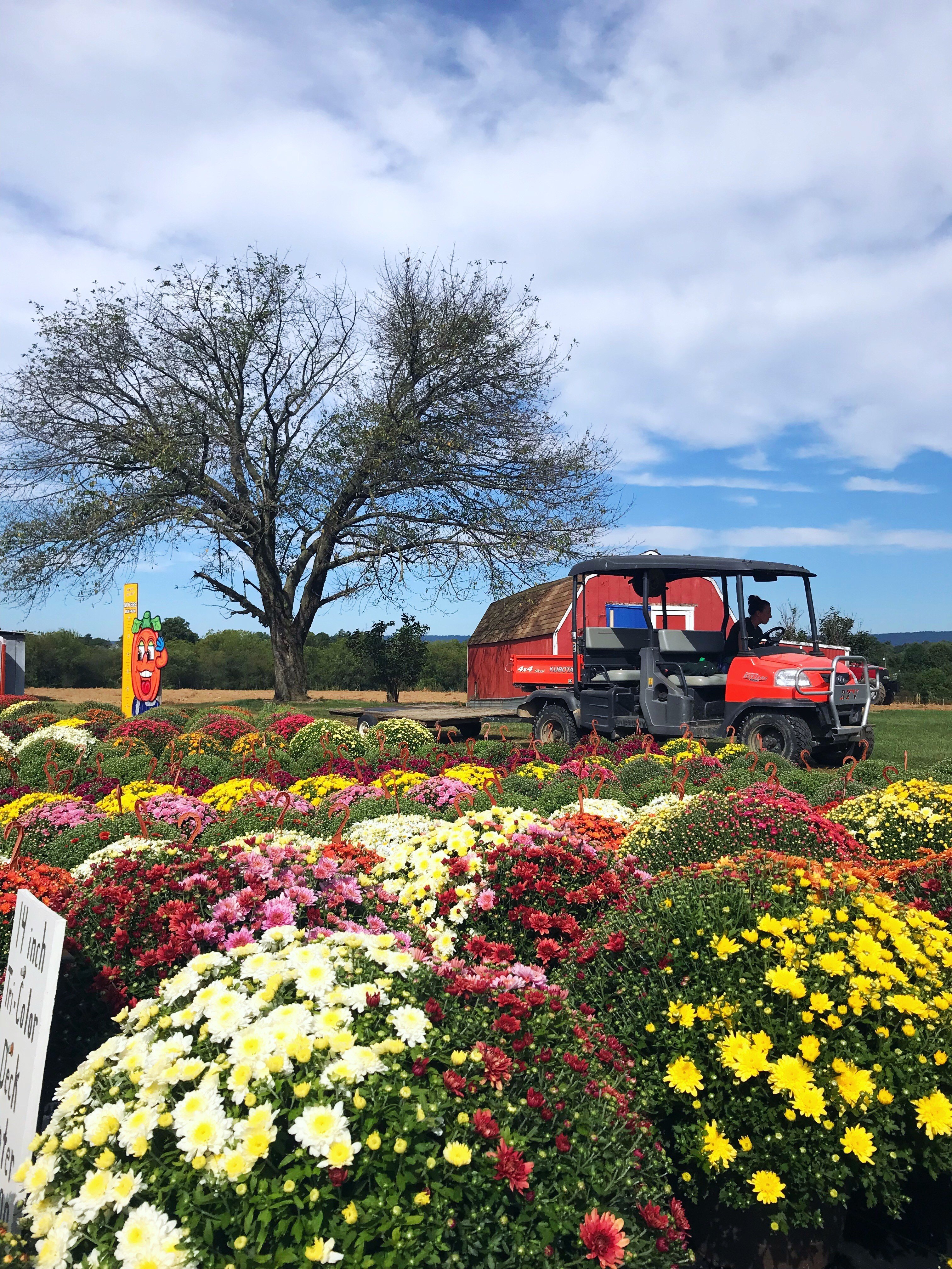 ペンシルバニアでの日常｜SATOKOD｜note