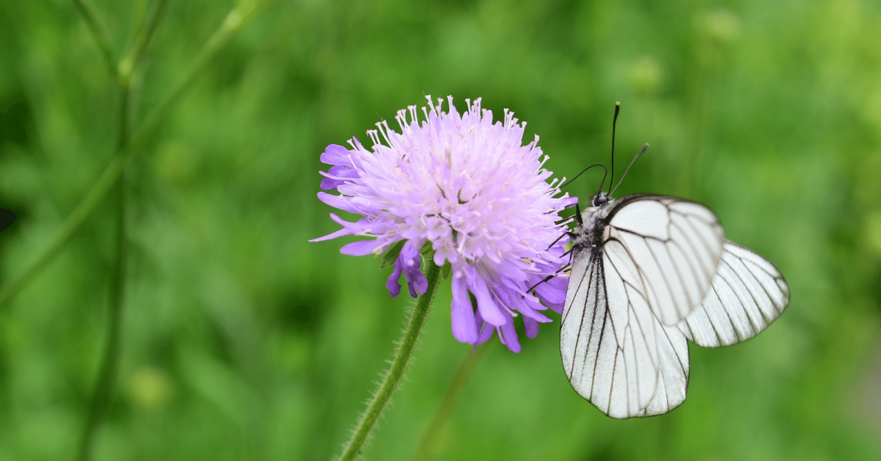 kuronekomarimo｜note