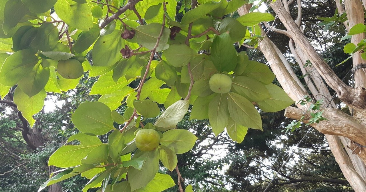 虹の彼方から Bright day EIKO｜note