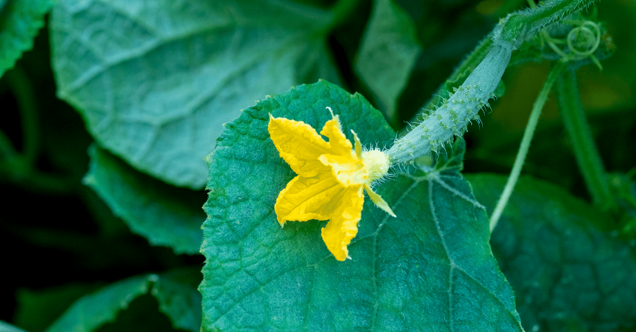 kuronekomarimo｜note