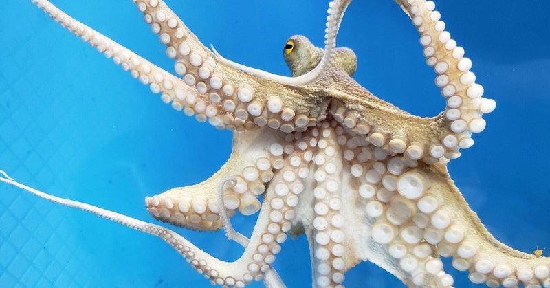 MARUYAMA Official｜note