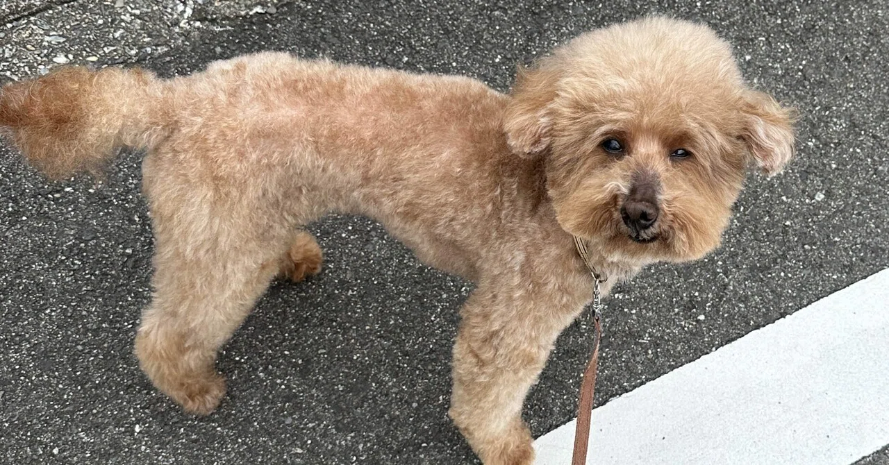 犬との生活 幸せに感じたこと｜CoYou