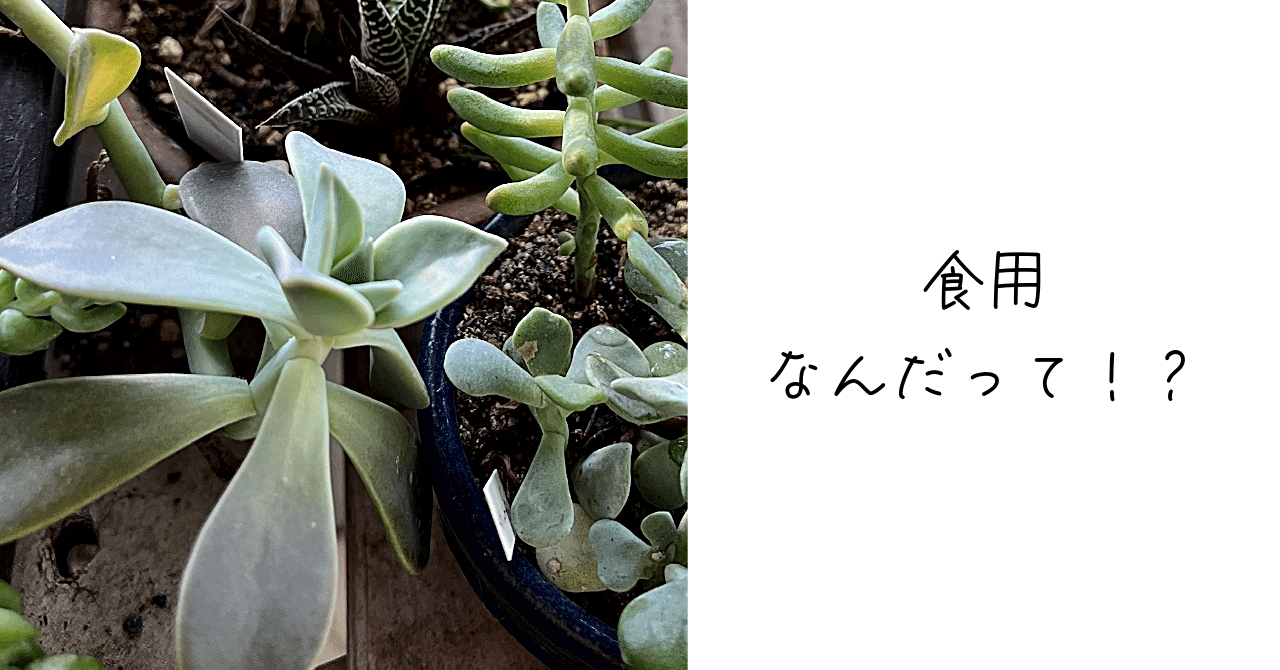 今週は多肉植物特集。その1：衝撃の食用多肉。｜Ms'HIRO