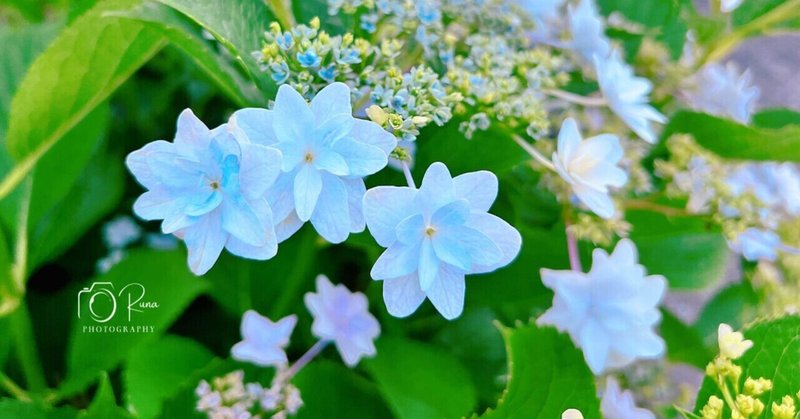 Salvatore 桃華 Akemi｜note