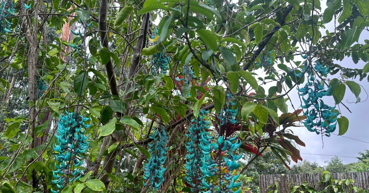 今年もブルージェードが花盛り｜Yoko Harada