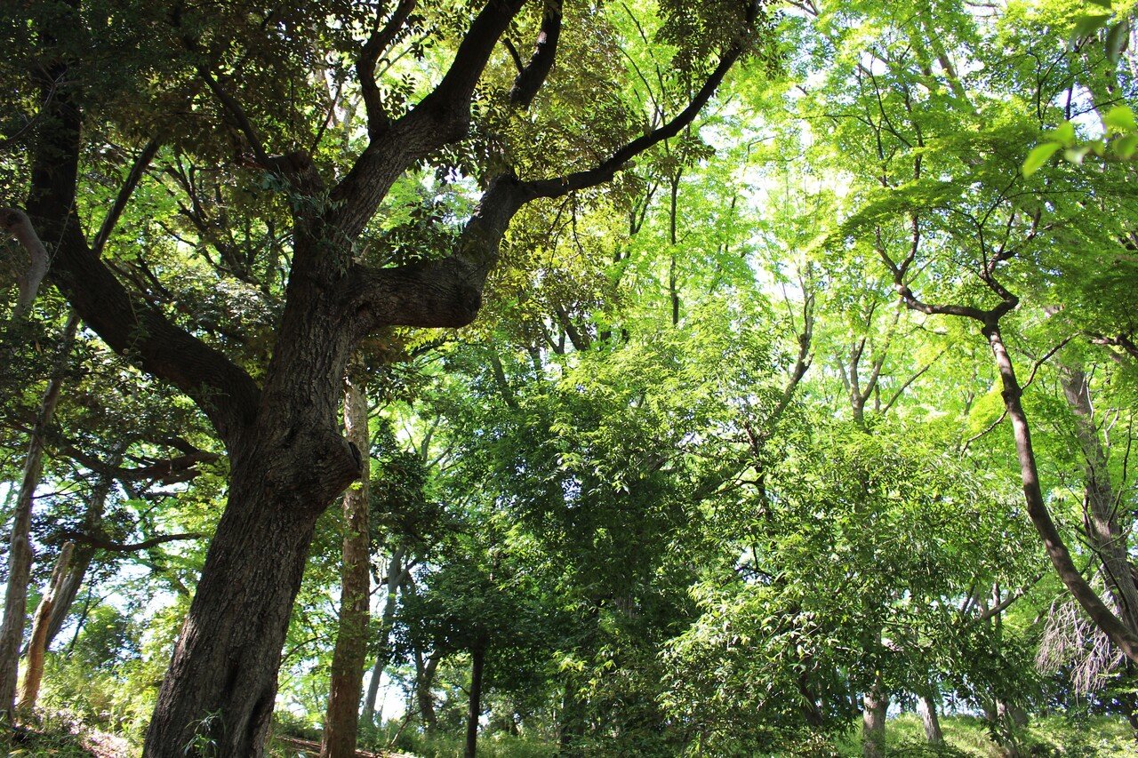 今日のF値は4だが、けっこうパンフォーカス。「パンフォーカスの正しいピント位置をご存知ですか？ F8位に絞り適当な遠くにピントを合わせるだけで ...