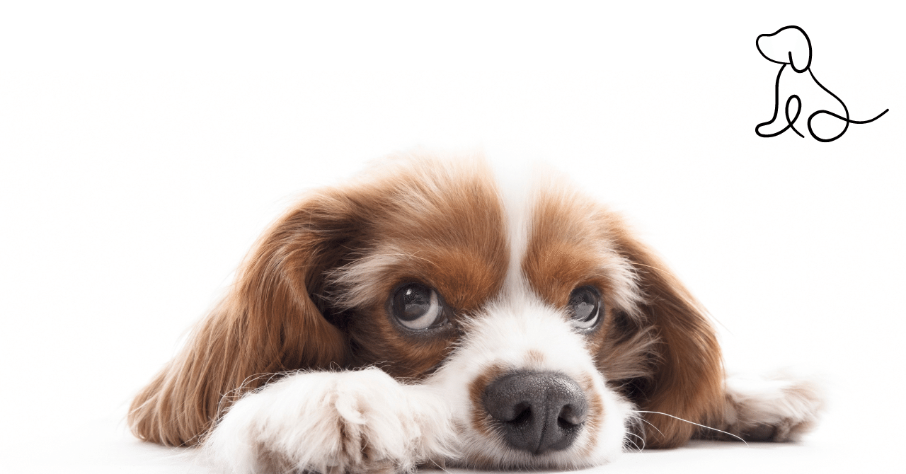 実はマスター犬だった・・｜Sydney Kaoru