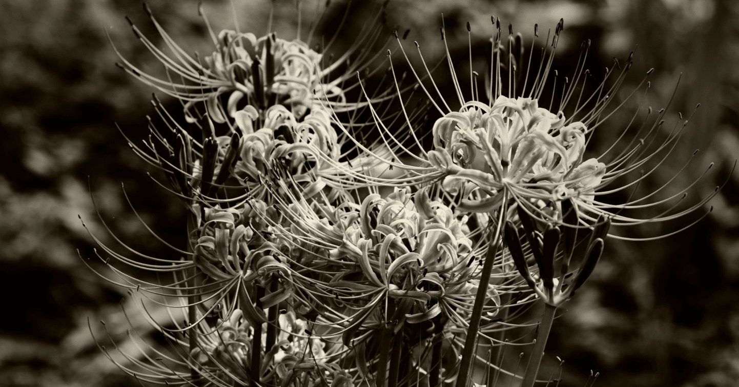 Ryosuke Matsusima｜note