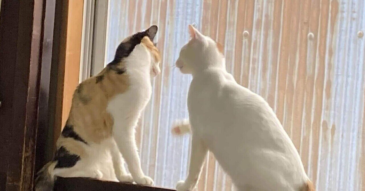 小松島9R.佐世保9R｜せきららさん。