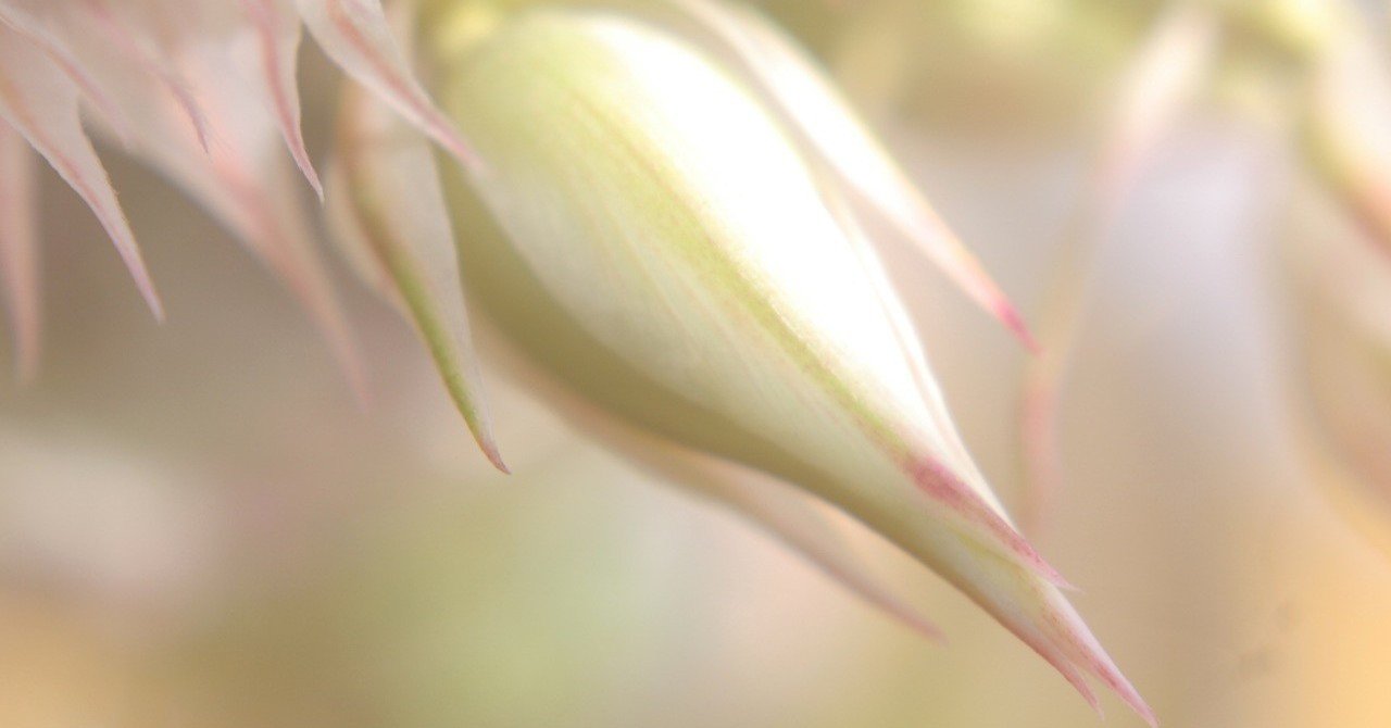 花みくじ｜Cosmic Suzu｜note