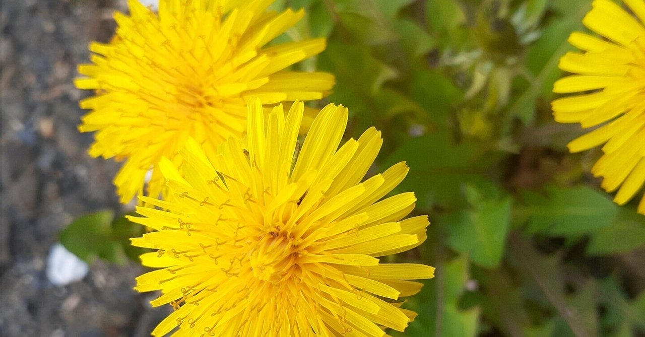 『面白すぎて時間を忘れる雑草のふしぎ』稲垣栄洋(2023)｜読書感想文｜Arai Nami