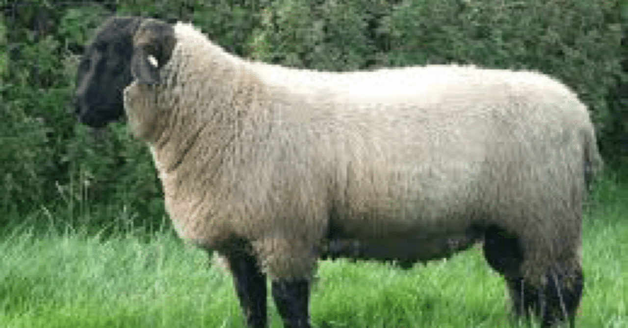 自己紹介｜Kazusa Harada