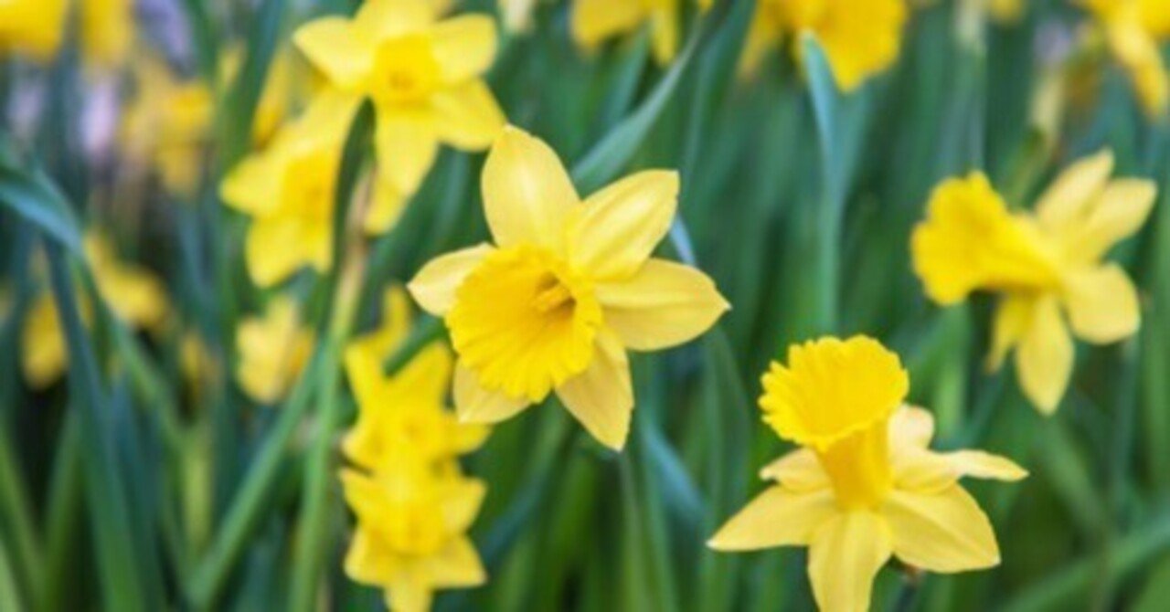 小説 クレマ / 入江風子｜入江風子（Fuko IRIE）