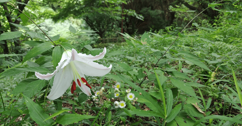 kuronekomarimo｜note