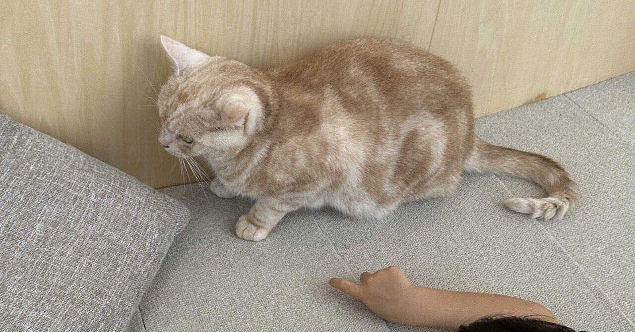 【引き寄せの法則】 猫と暮らす夢は実現するのか？ ②｜Sunao♡ cafeで すなお に5次元トーク