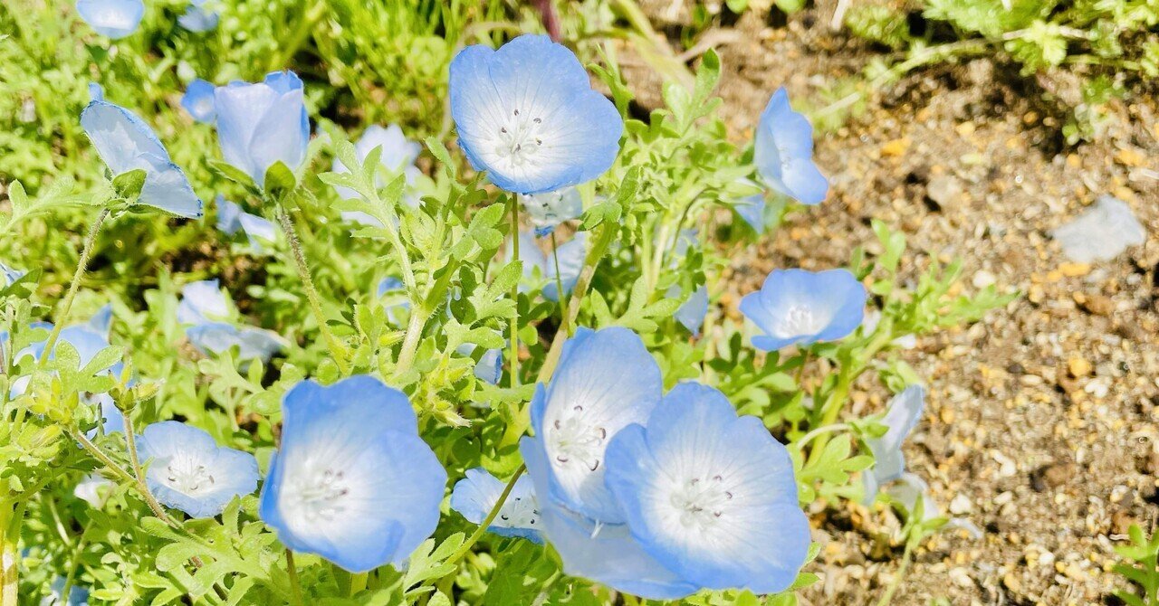 noteはじめたよ｜kyoko