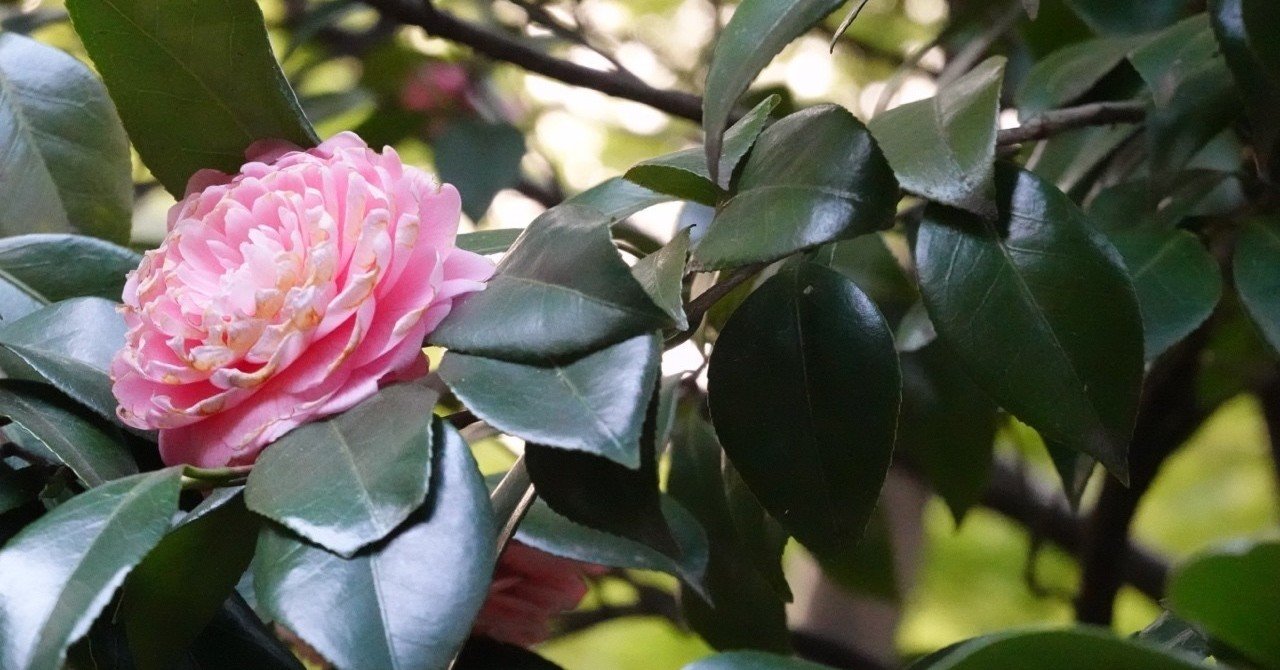 広報活動に欠かせない「根気」の話｜Noriko Nakane ｜note