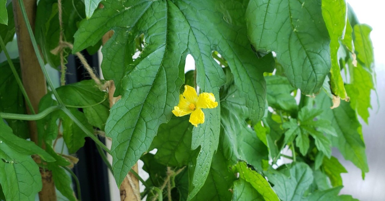 植物の話しかしてないです。｜Kyoko Hashimoto