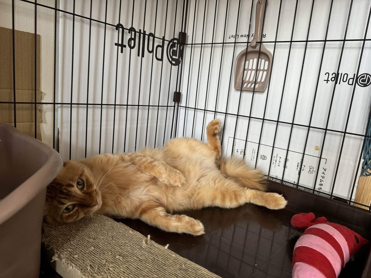 ぜひ見てください！「猫をさがすふたり〜被災地の猫物語〜」｜むーちゃんママ