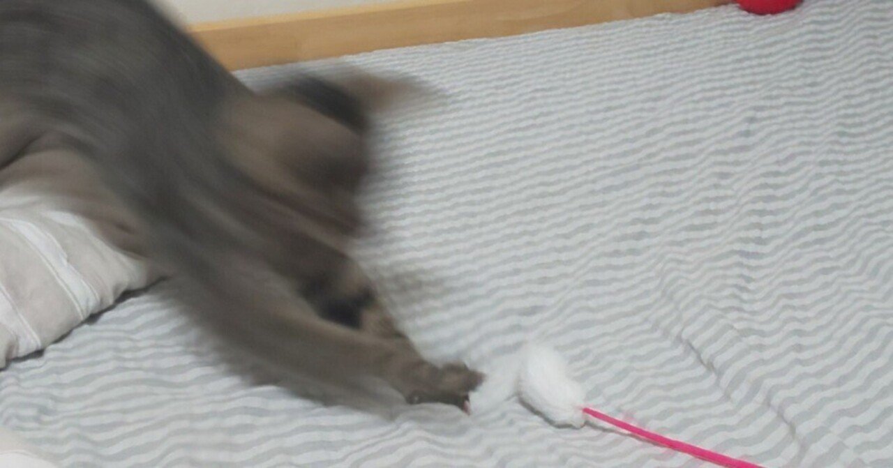 猫：子猫お迎え｜syu-taro