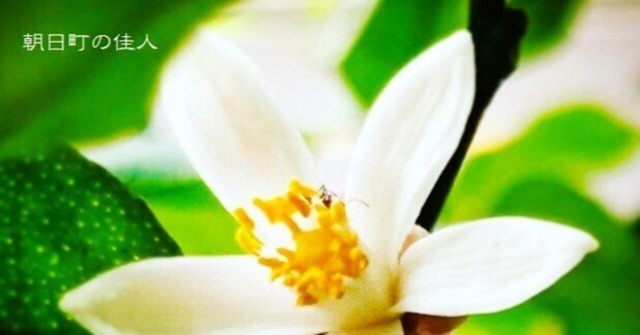 小説｜朝日町の佳人 10｜mitsuki