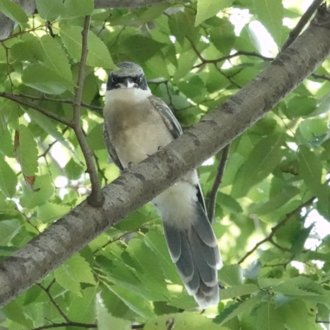 Yukari Nishimura｜note