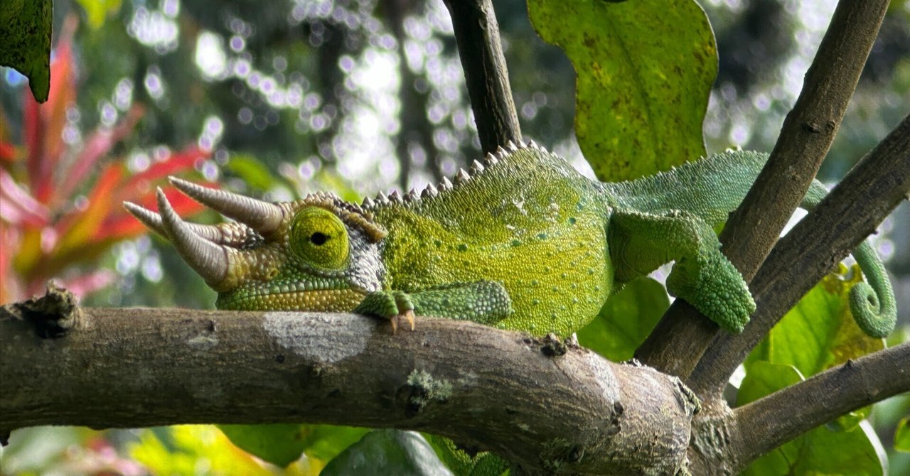 久しぶりにカメレオンに出会えた！｜Yoko Harada