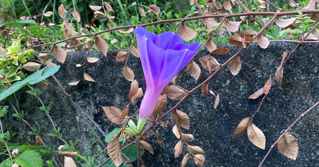 Yukihiko Yamada ｜note