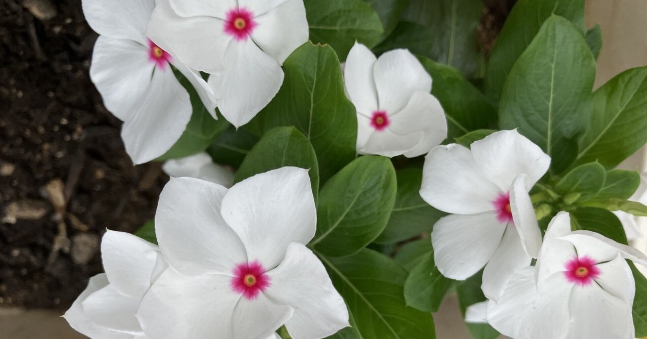 ふと・・・思う｜poporin