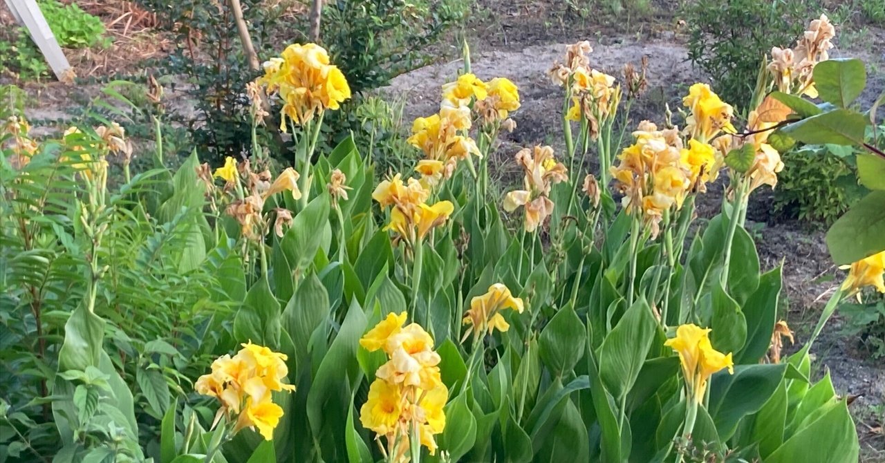 Yukihiko Yamada ｜note