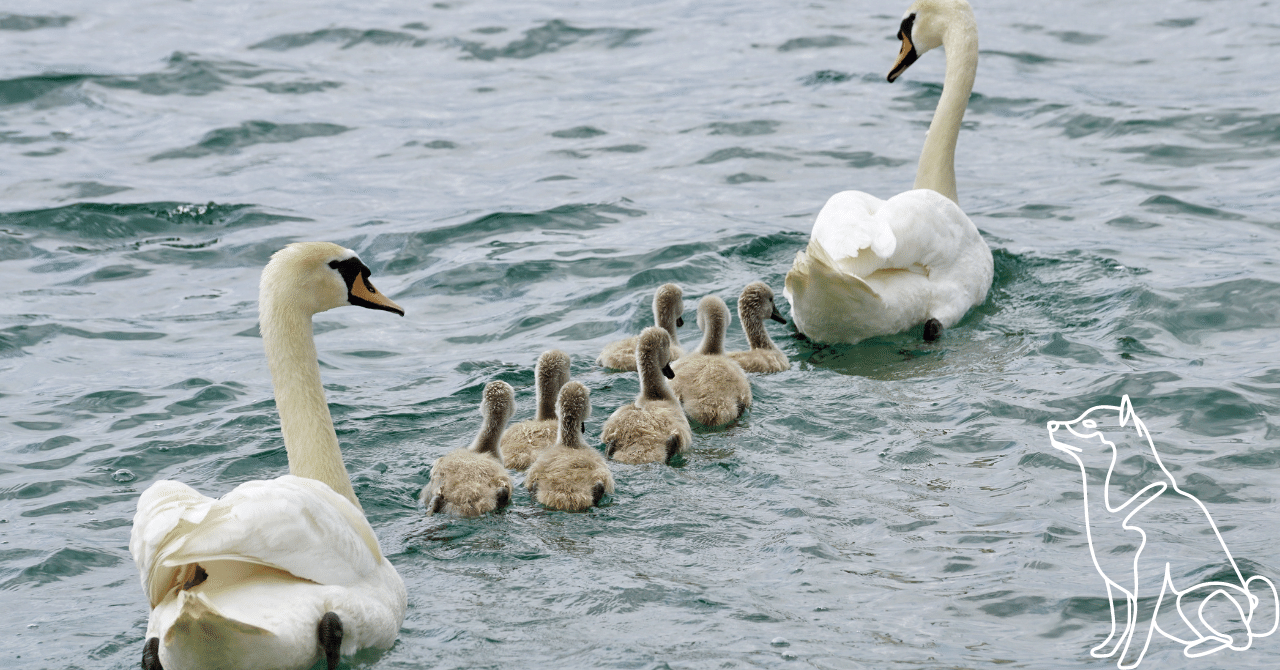 ぼぶだぼぶお(yoko)｜note