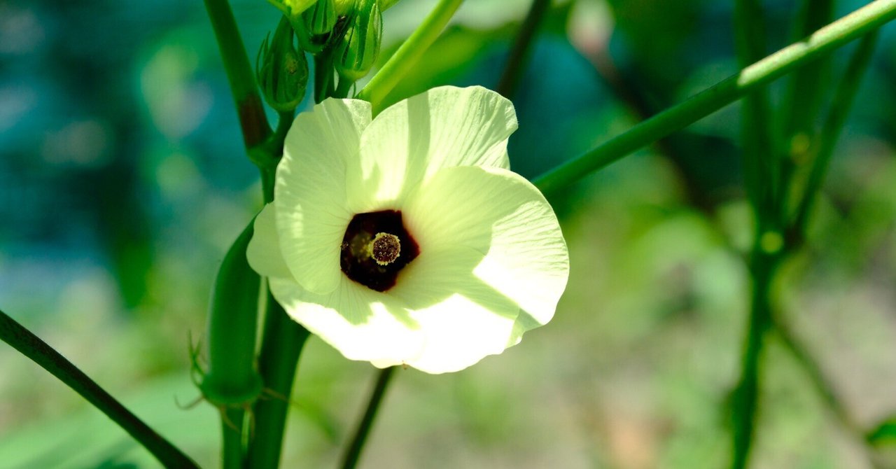 オクラの花をFujifilm X-T5で撮ってみた！｜fold_hama