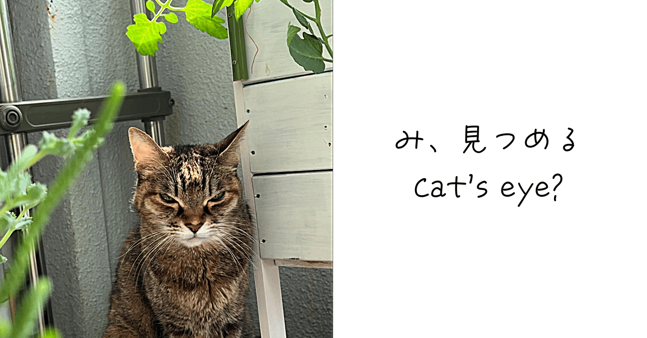 今週も多肉植物特集。その1：寄せ植えで延命。｜Ms'HIRO