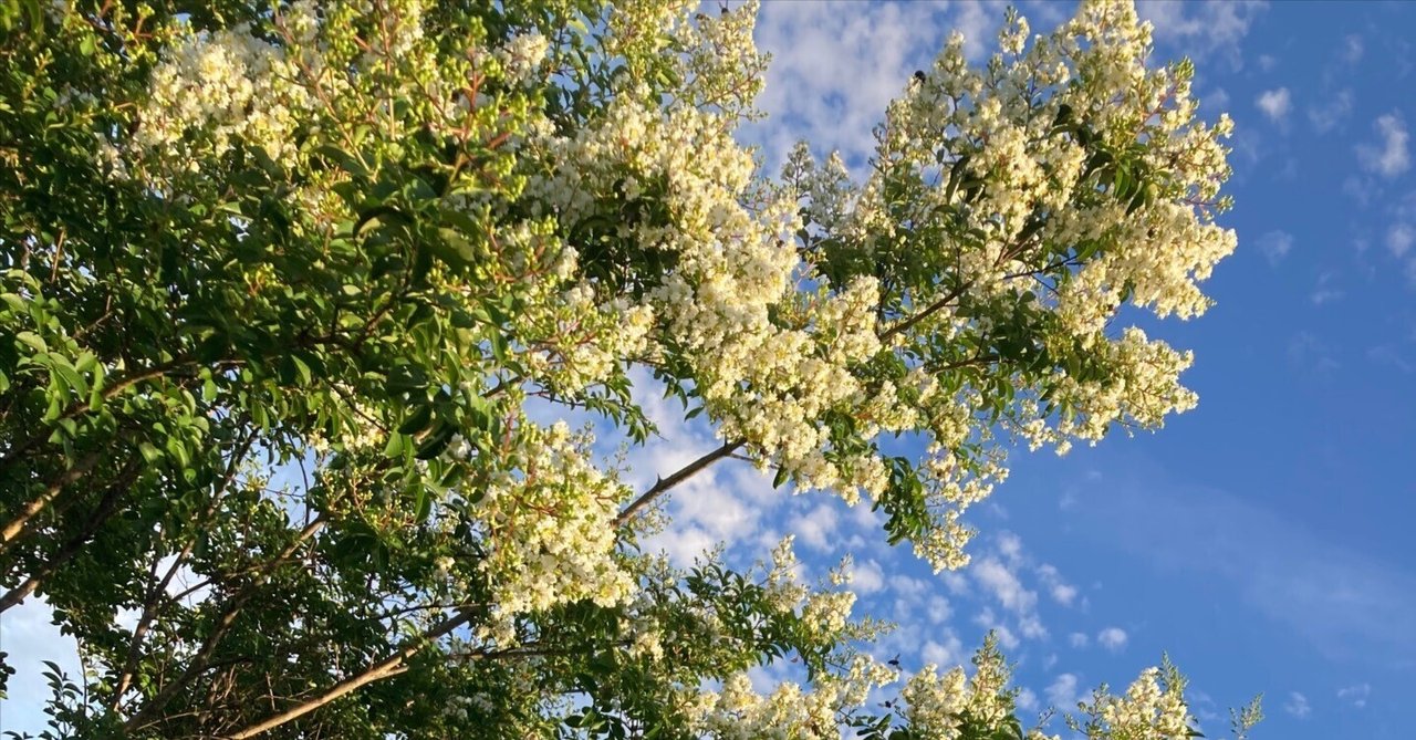 Yukihiko Yamada ｜note