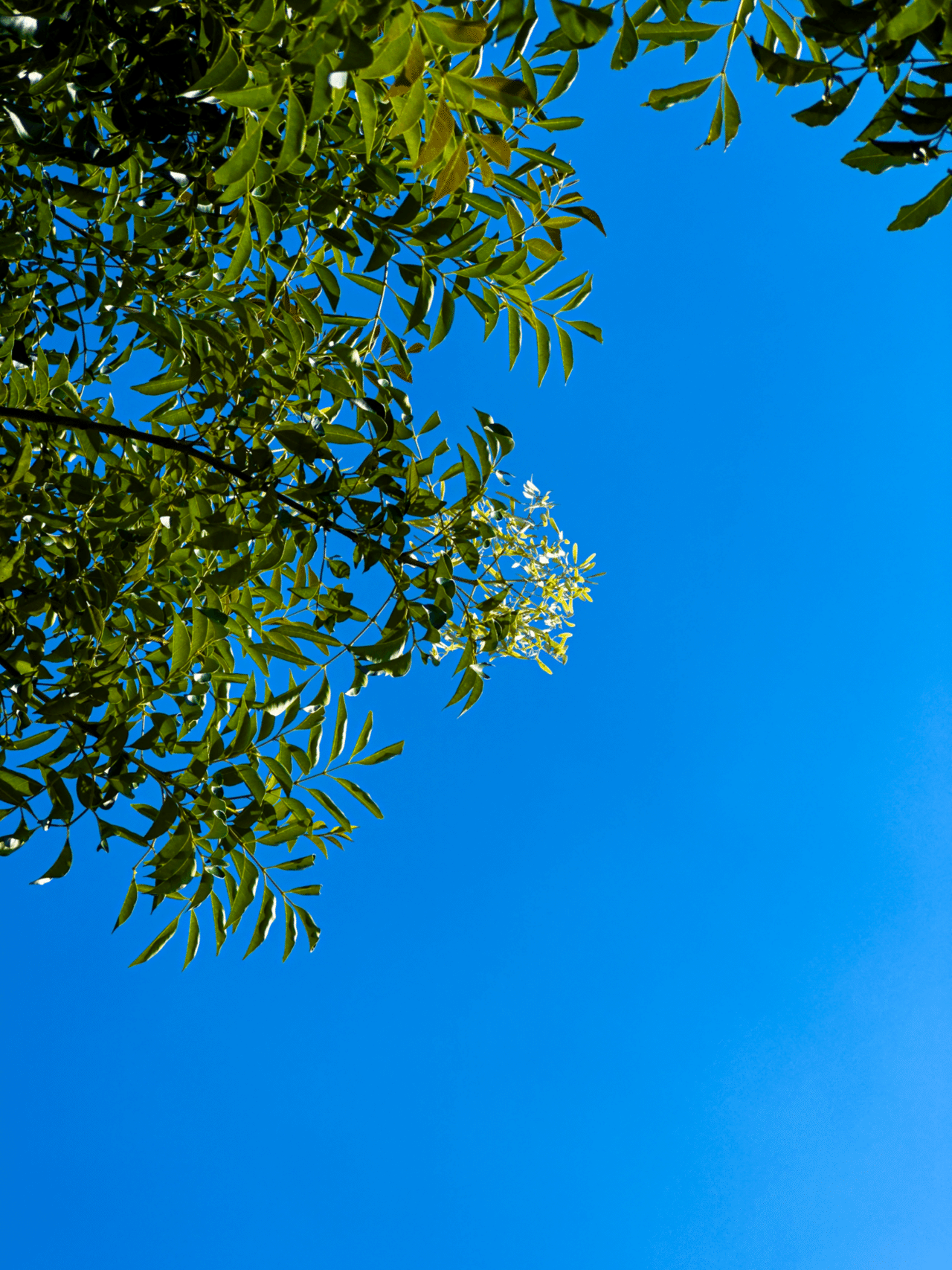 天気予報、晴れ雨曇り空模様、定番化する猛暑と豪雨 ｜Shinichi Sendagi
