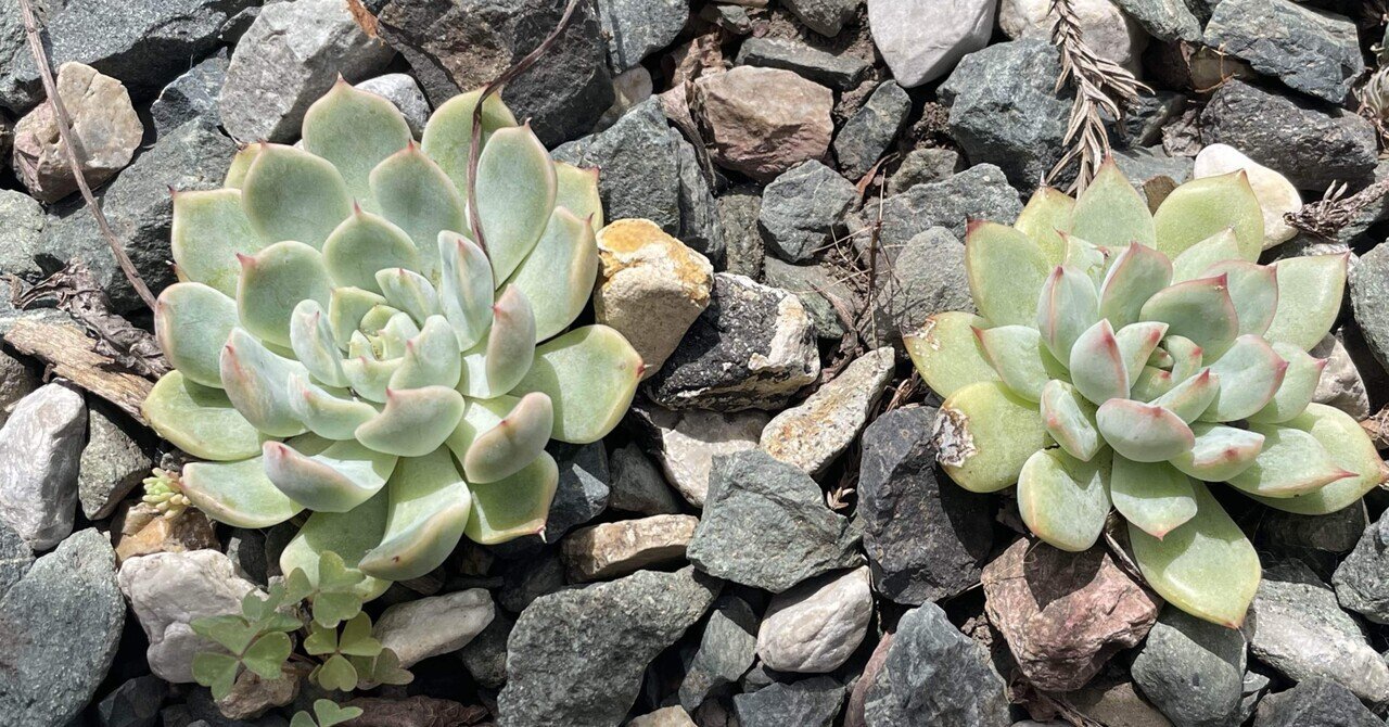 趣味の時間①｜老いを感じてるniboshi