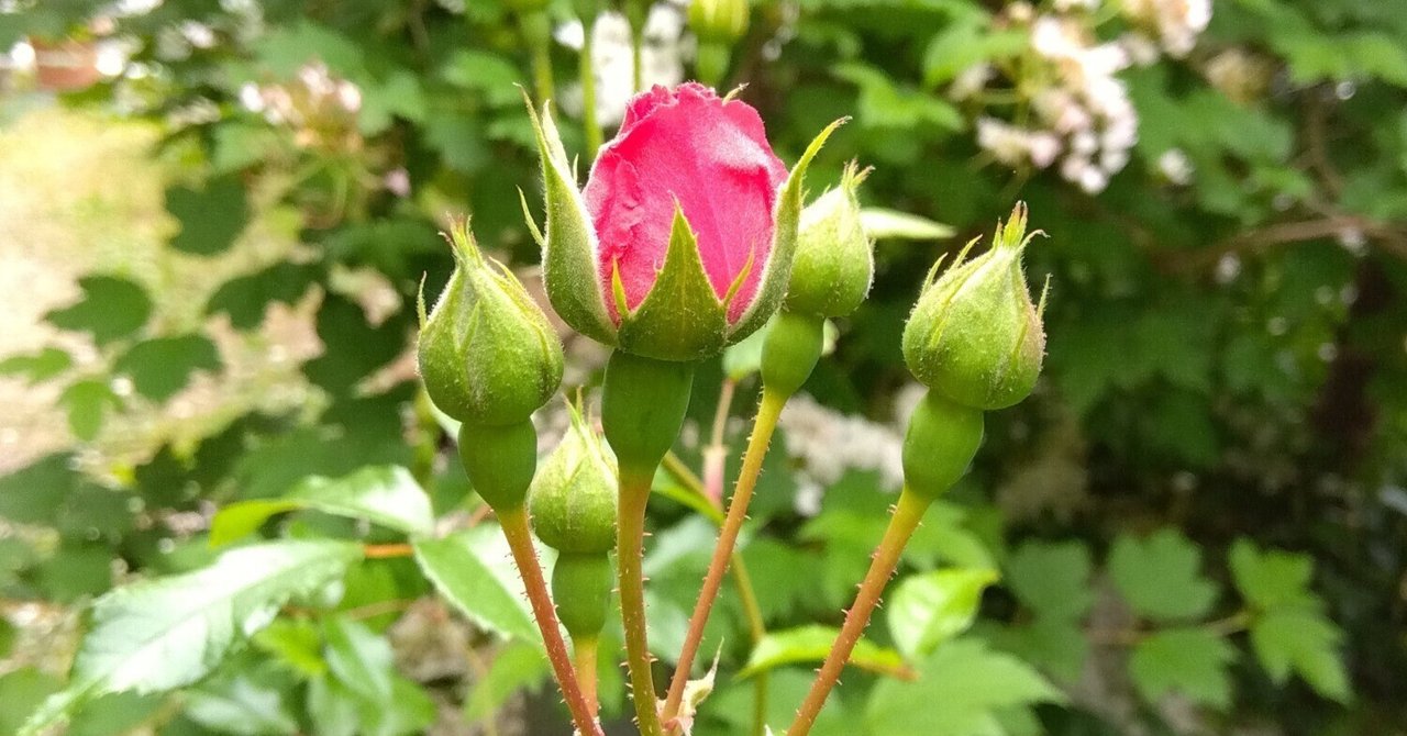 庭のばらと本のなかのばら｜kame