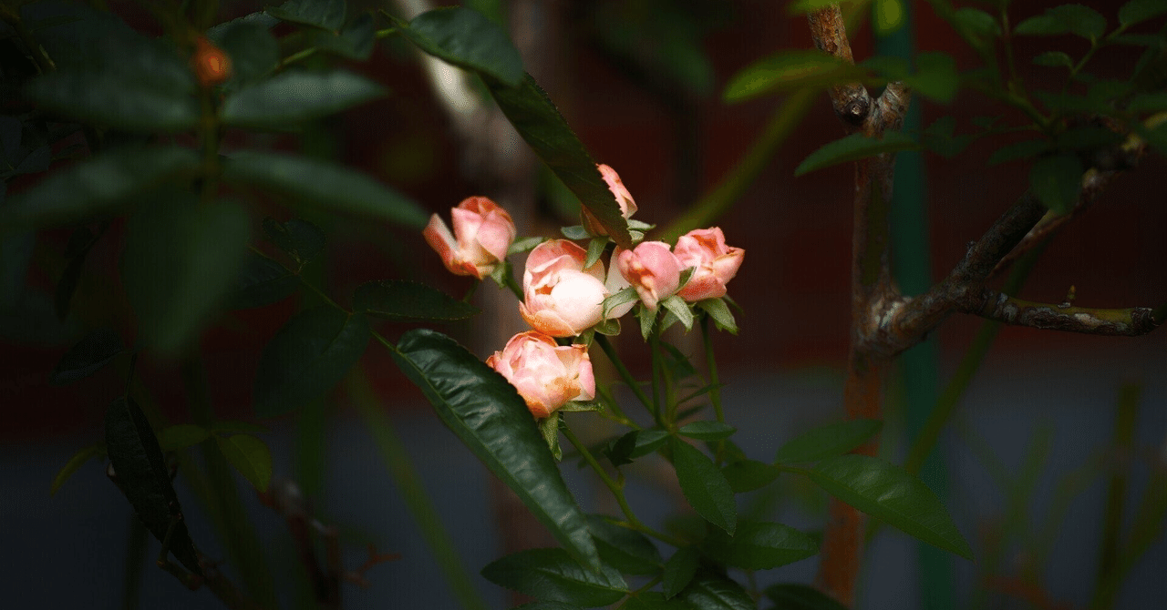 #1,382『お願いだから』｜高松 克成