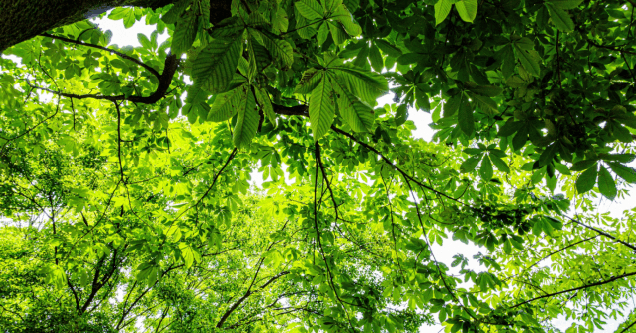 Ryosuke Matsusima｜note