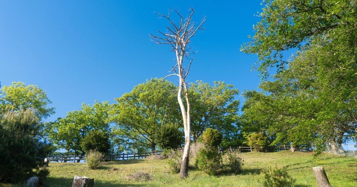 樹木の気持ちになりて｜Masayan_Kenji