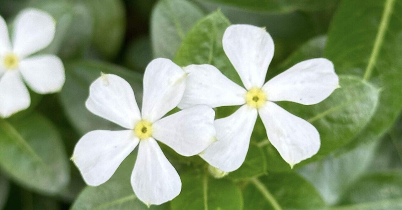 VINCA - STAR KITE "PURE WHITE"｜EGGSEED
