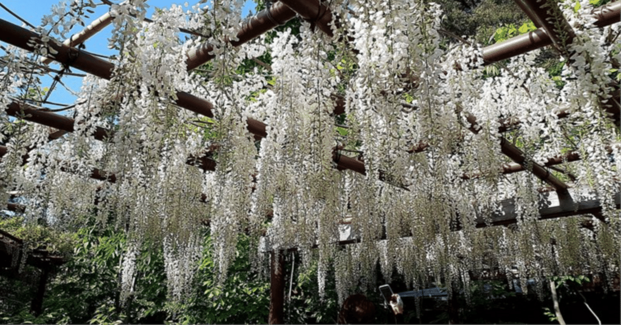 残念なお知らせだった｜suzu_yama