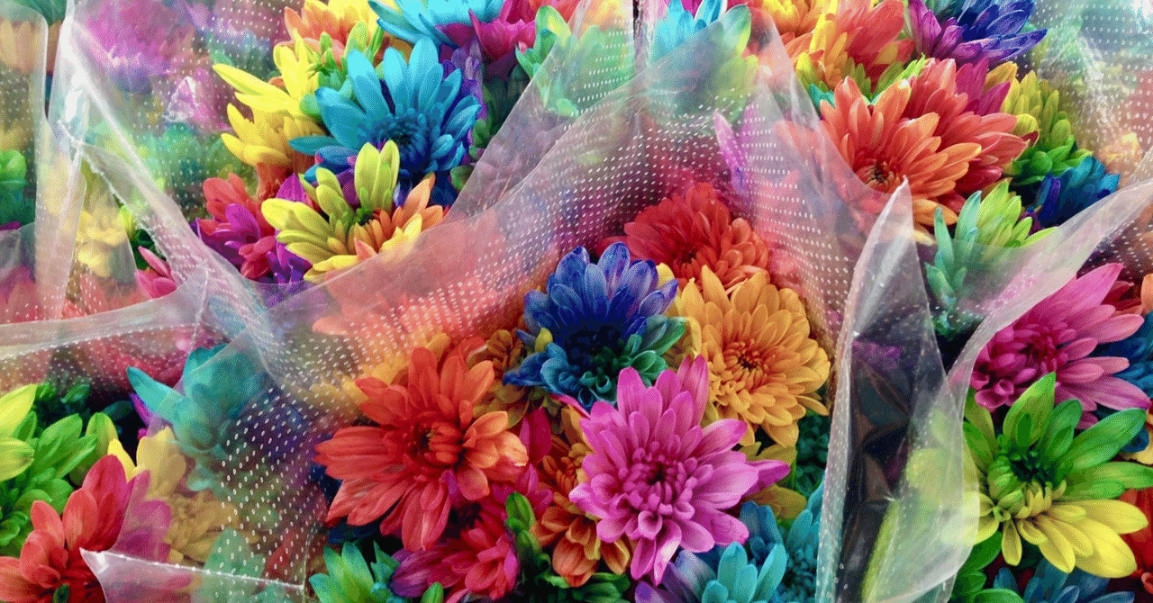 真帆しおん＊MAHO Shion｜note