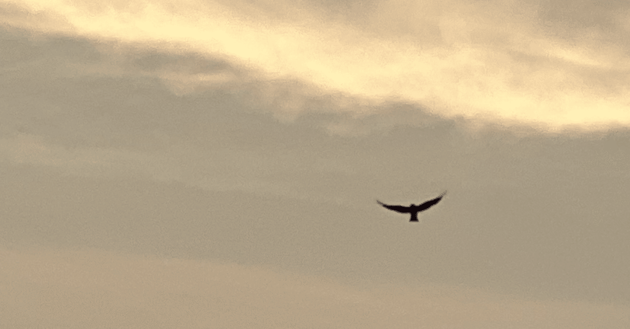 人間がやるべきこと｜miya