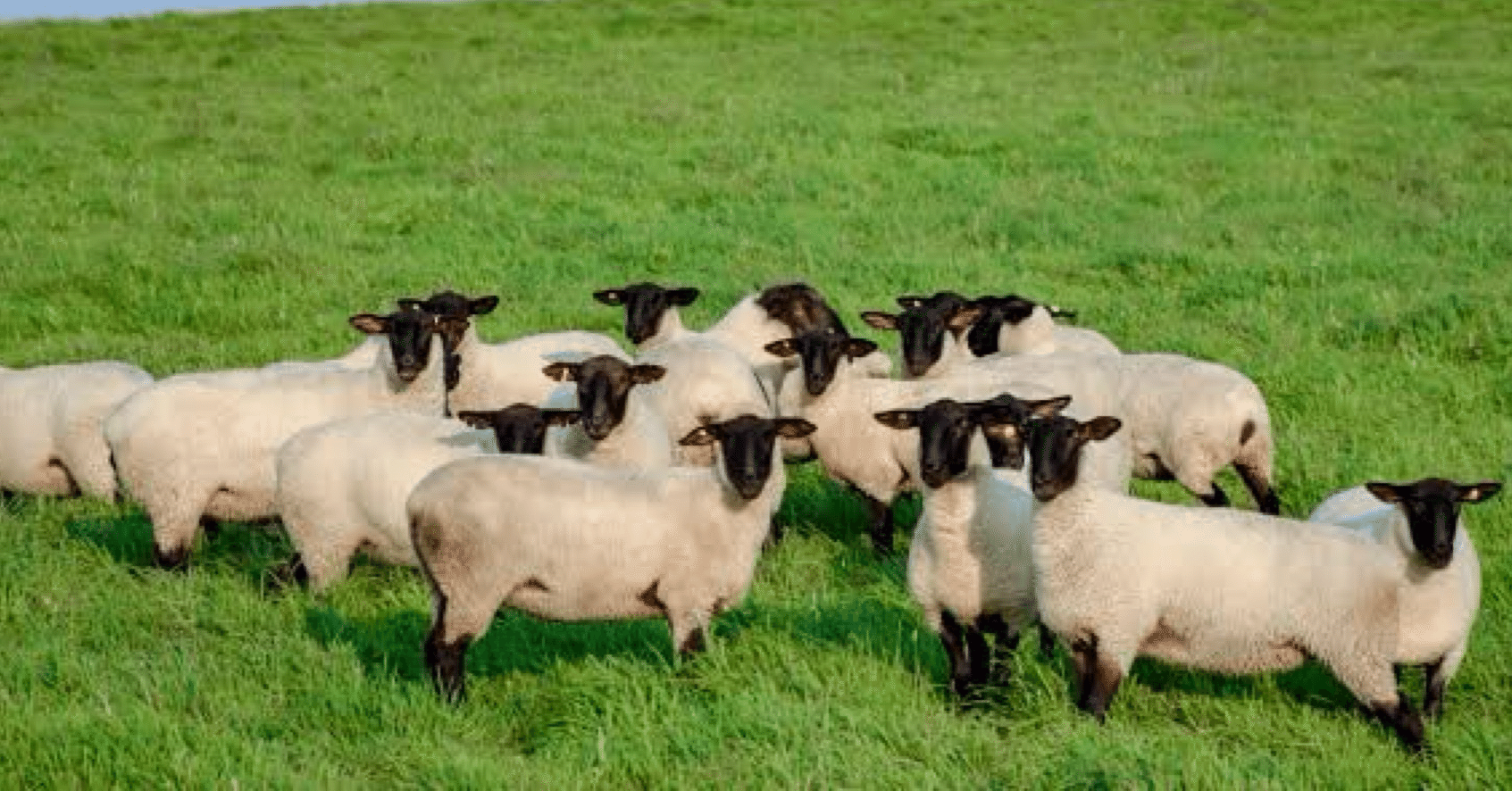 Kazusa Harada｜note