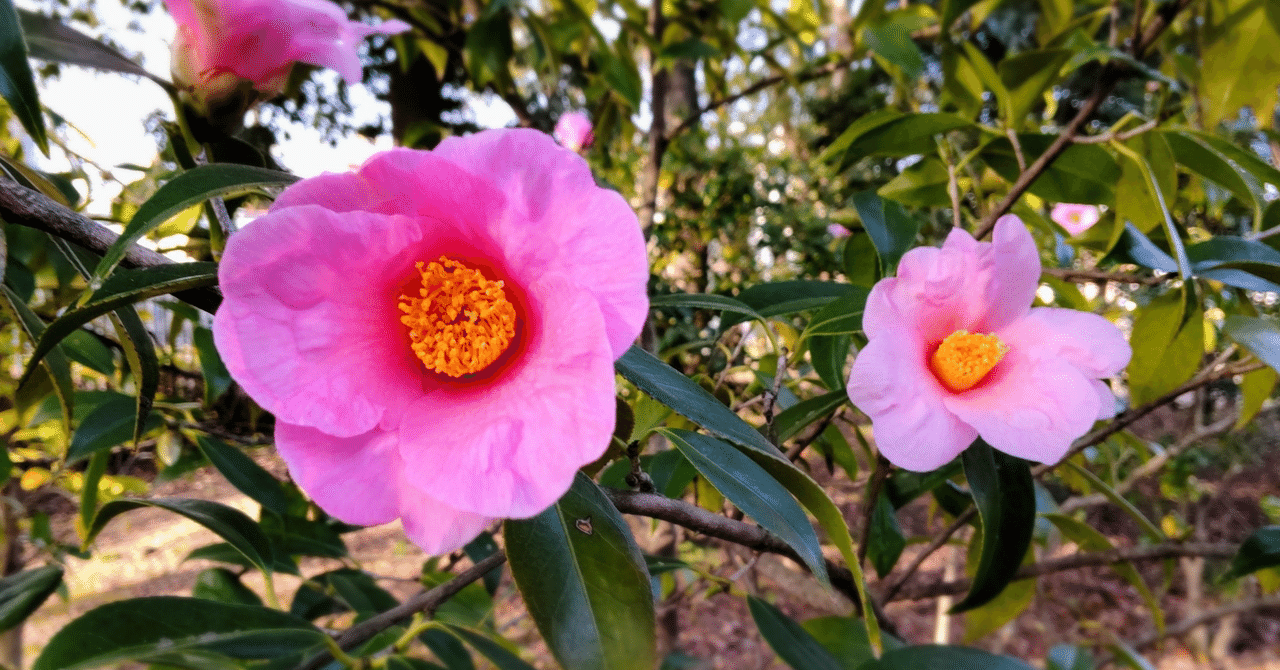 raspberry4 起動しない原因｜blue06_2022